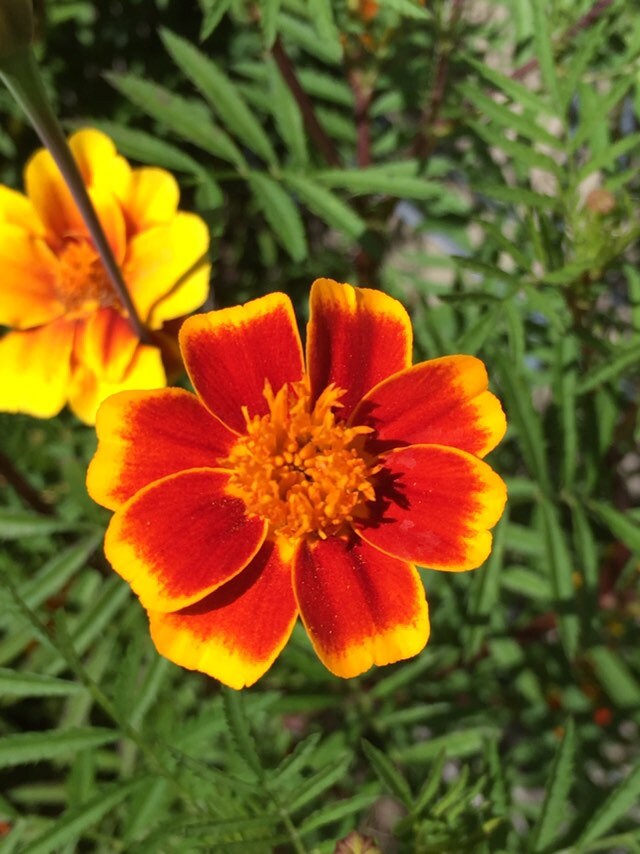 100 Marigold Seeds Sparky Mix Colors - Etsy