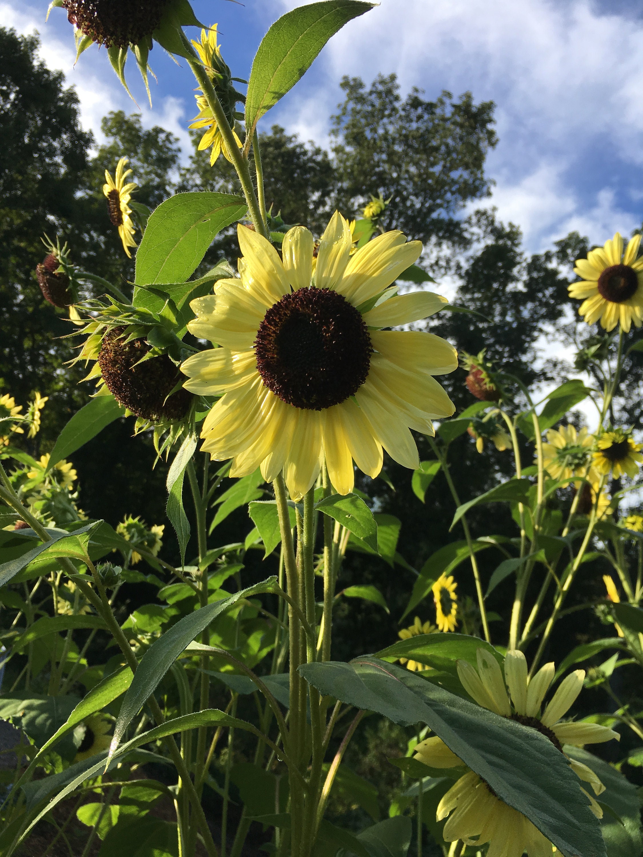 25 Lemon Queen helianthus Sunflower Seeds - Etsy