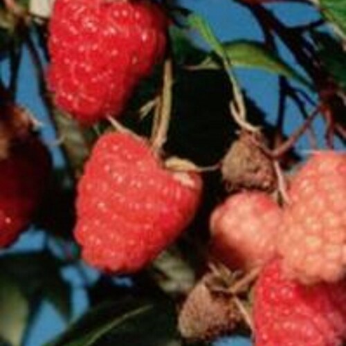 Caroline Red Raspberry rubus Idaeus High Yields | Etsy