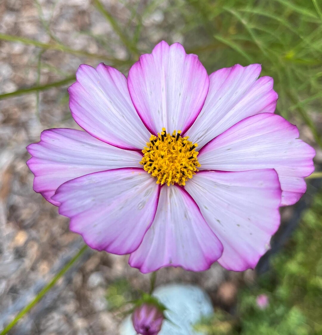 Picotee Cosmos (cosmos Bipinnatus) – 50 Seeds - Etsy