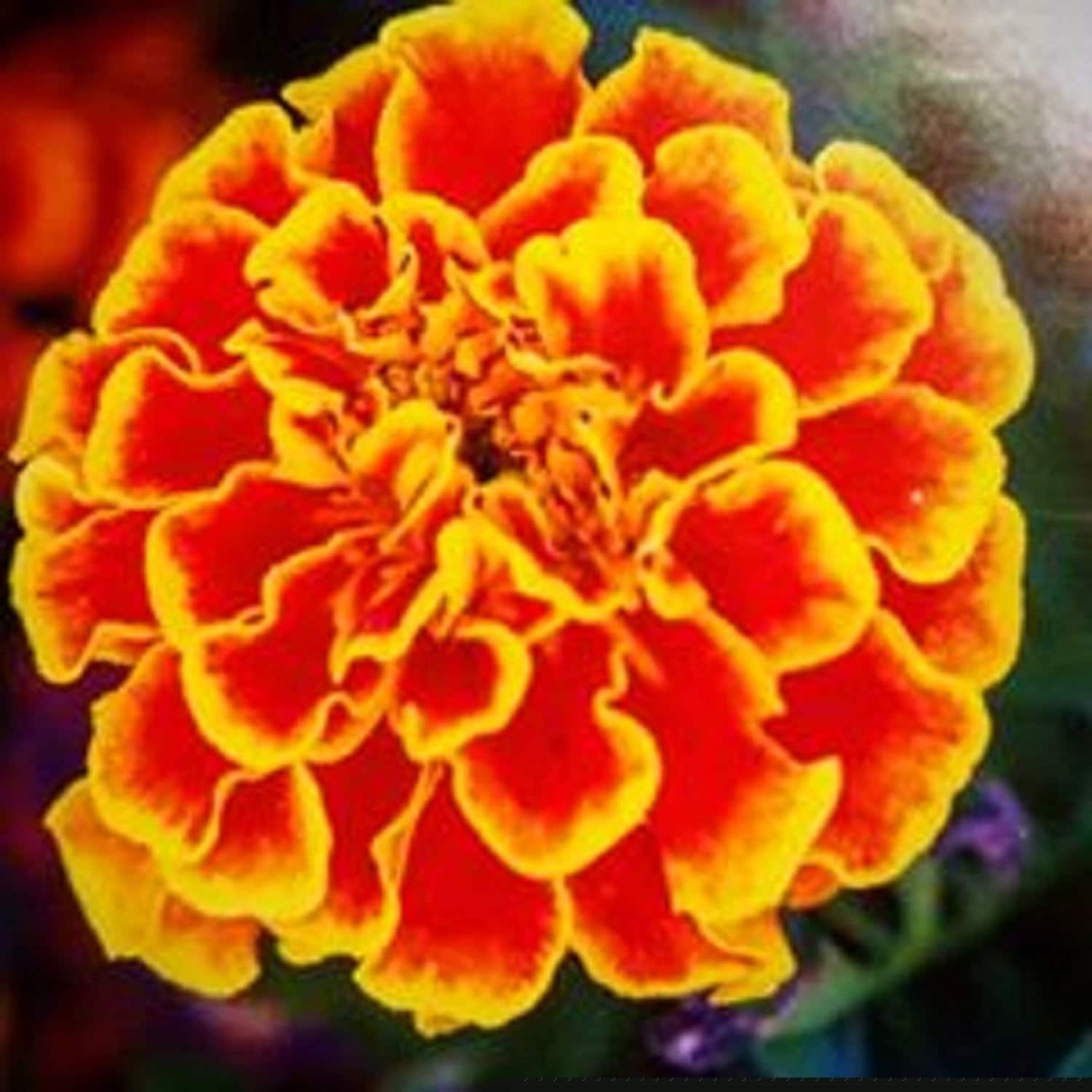 100 Marigold Seeds Sparky Mix Colors - Etsy