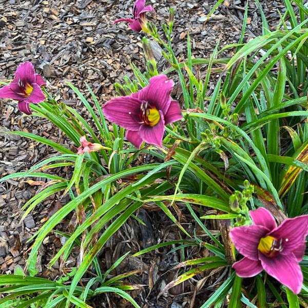 Daylily - Etsy