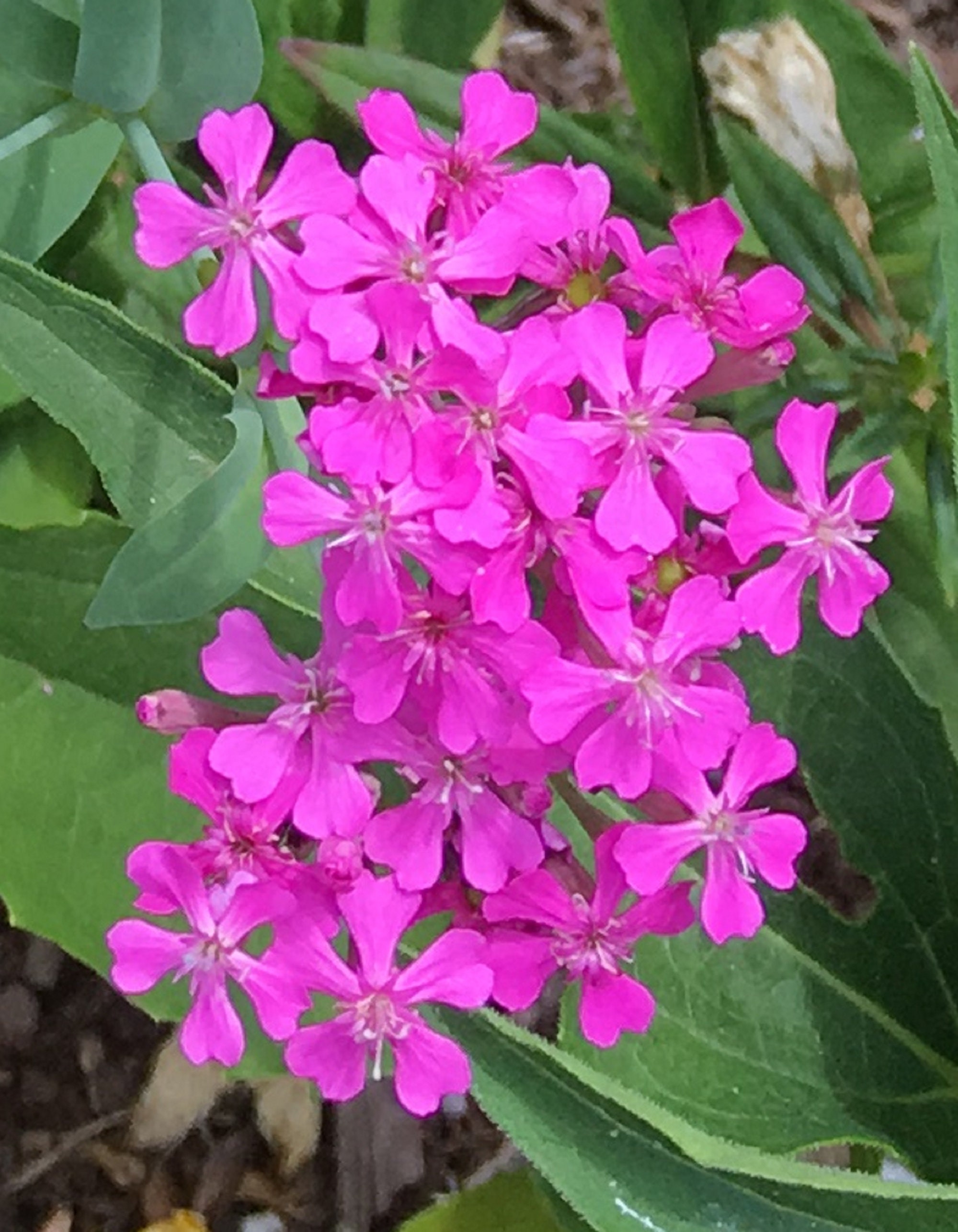 Silene Armeria