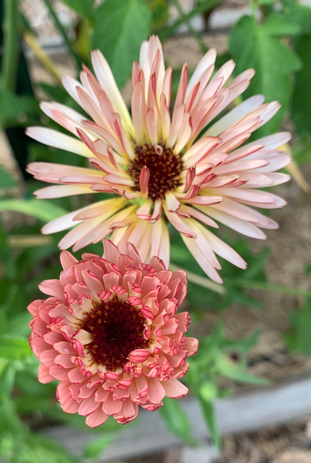 Strawberry Blonde Calendula (calendula Officinalis) - 25 Seeds - Etsy