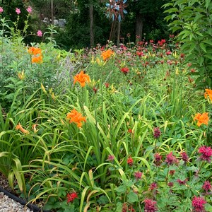 Double Orange Daylily hemerocallis Fulva 'kwanso' - Etsy