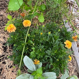 Strawberry Blonde Marigold - 15 Seeds - Etsy