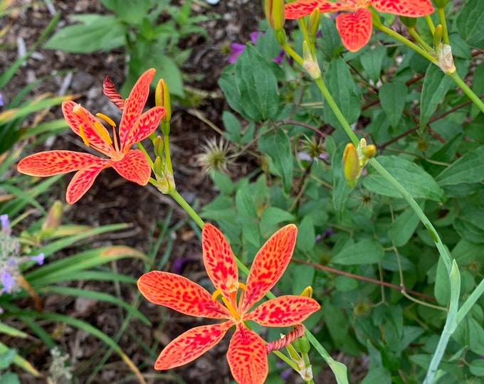 25 Blackberry Lily or Leopard Lily Seeds (belamcanda Chinensis or Iris ...