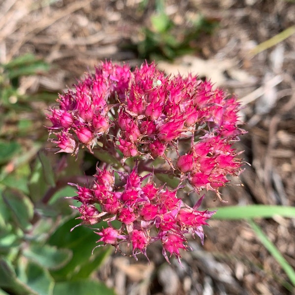 Red Sedum - Etsy