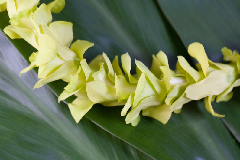 Hawaiian Lei Green Orchid Single Lei Fresh Lei From Hawaii - Etsy
