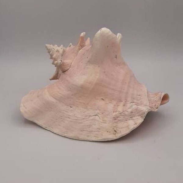 Conch Shell Horn - Etsy