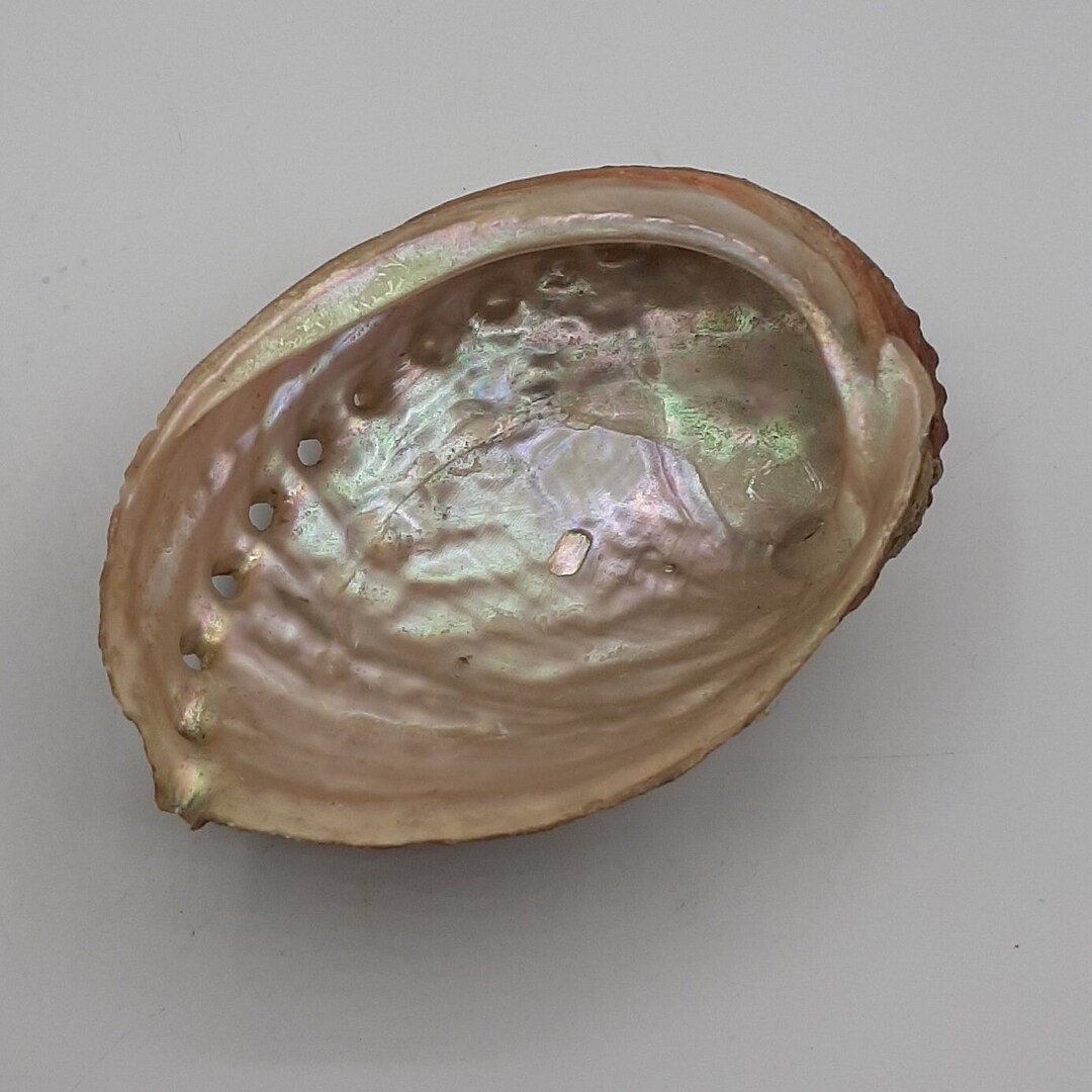 Vintage Colorful Striped White Abalone Sea Shell 5" Irridescent Colors ...