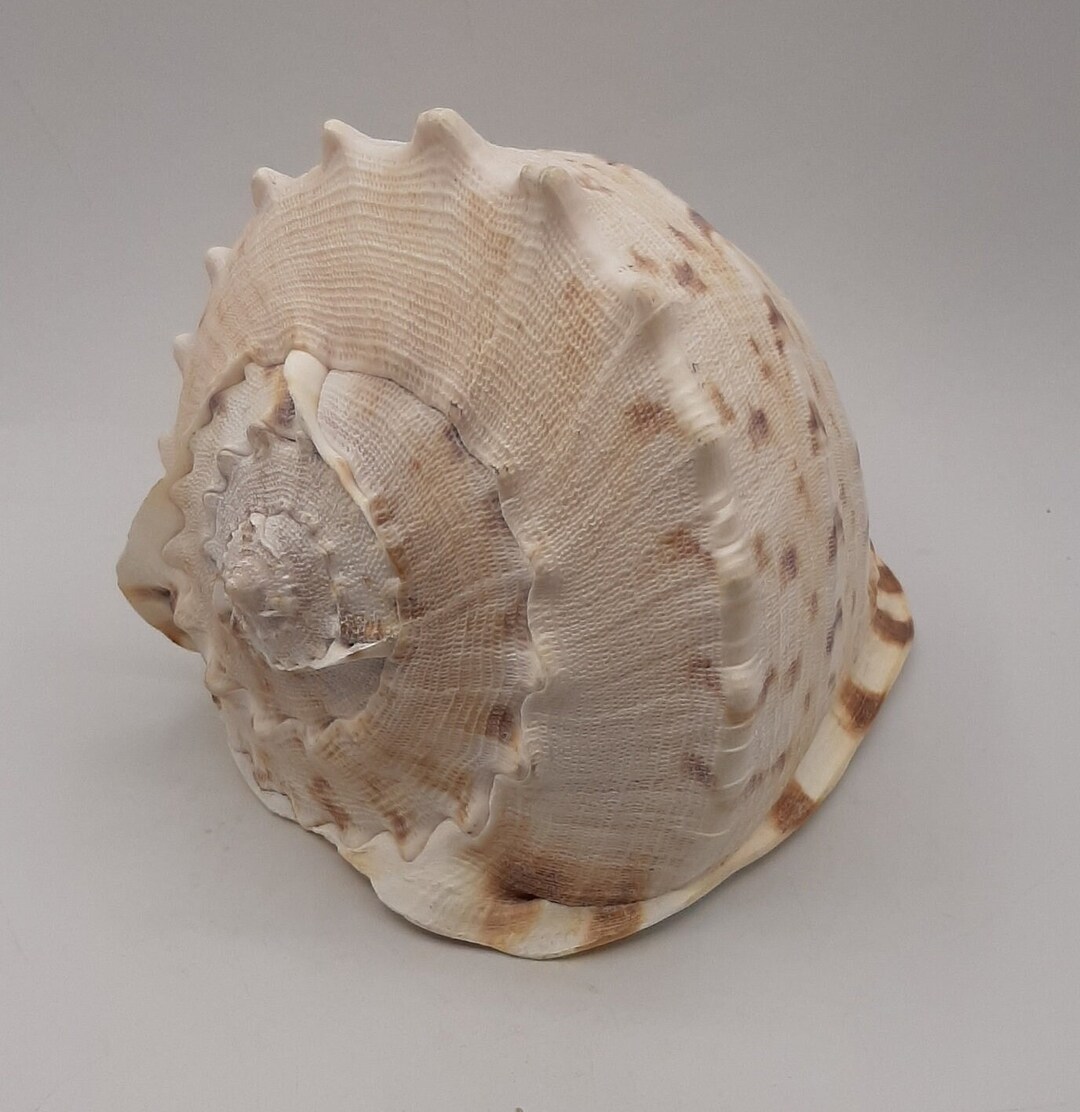Vintage Large Natural Exotic Sea Shell 7 1/2" X 6" Beach Decor Aquarium ...