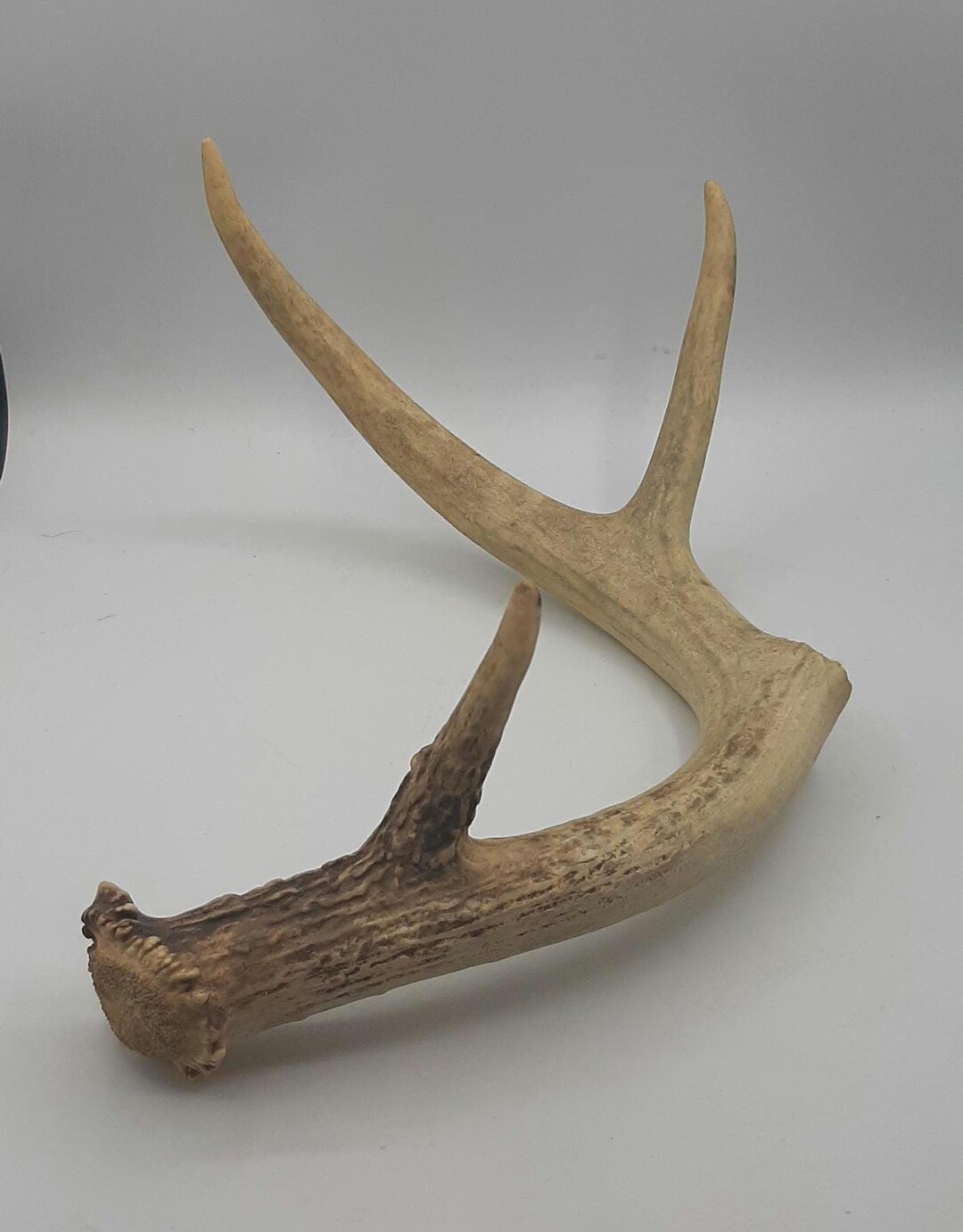 Naturally Shed 3 Point Deer Antler Crafts Cabin Carving Dog Chew ...