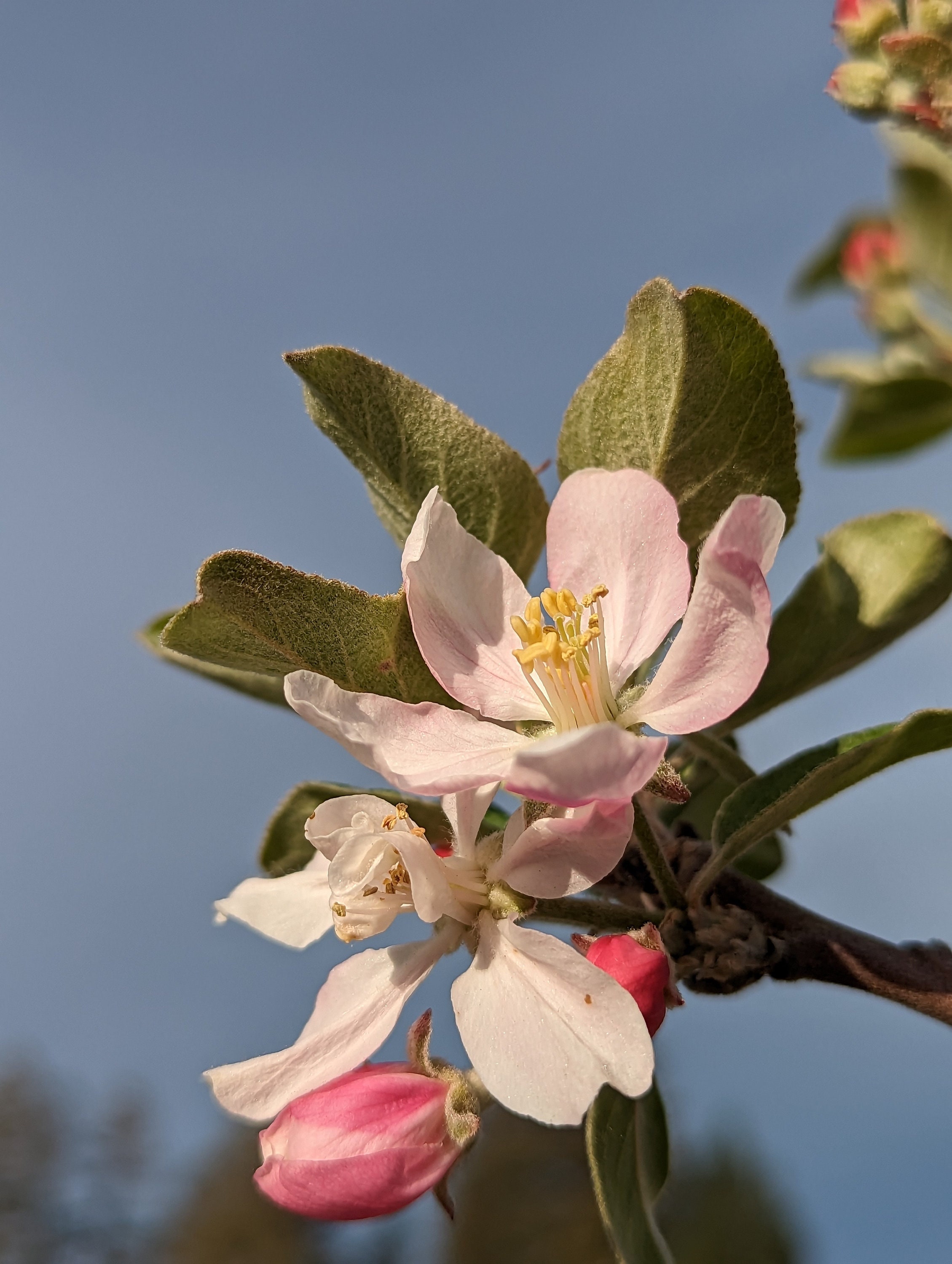 Apple Blossom - Etsy