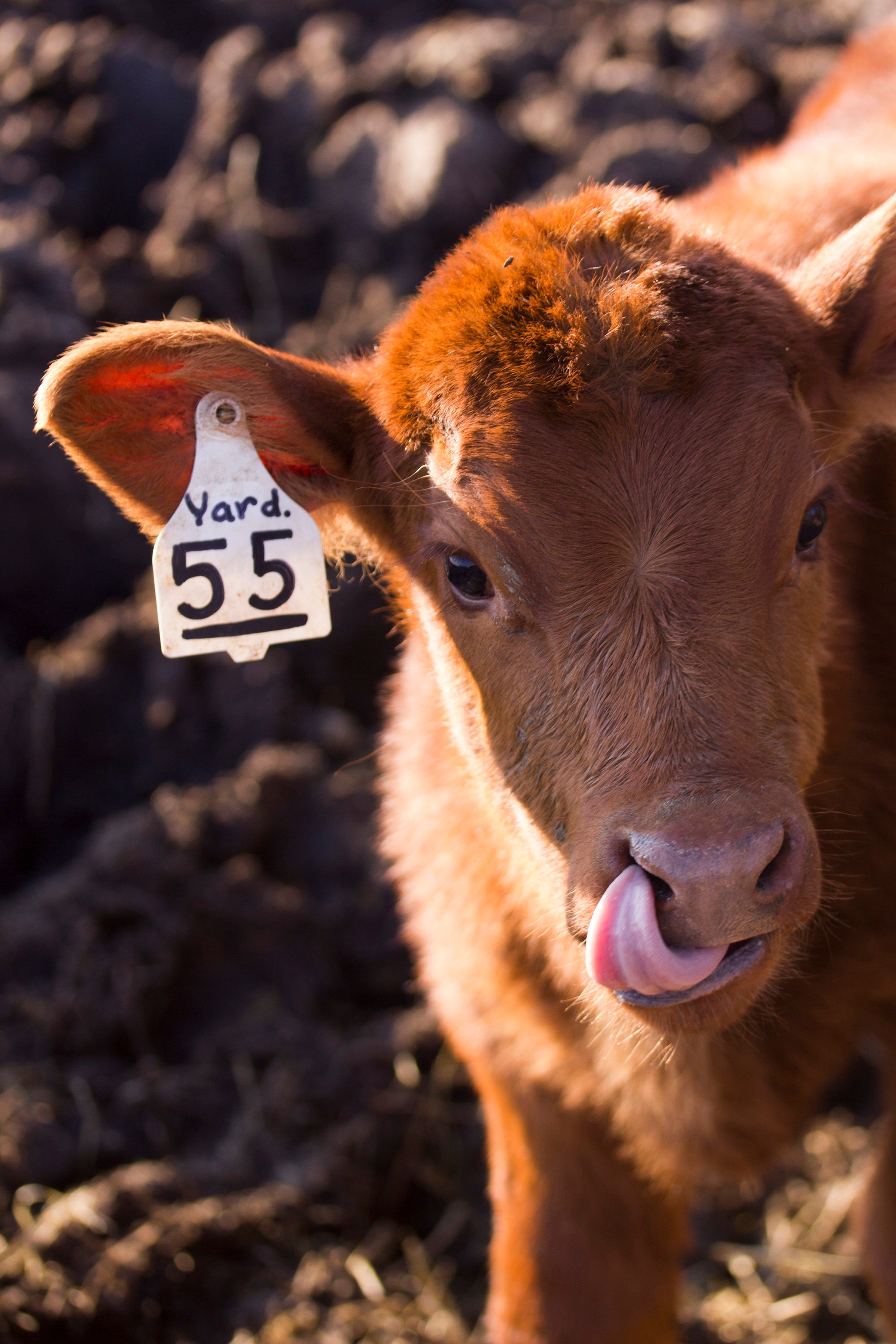 Red Angus Calf | Digital Download | Digital Print - Etsy