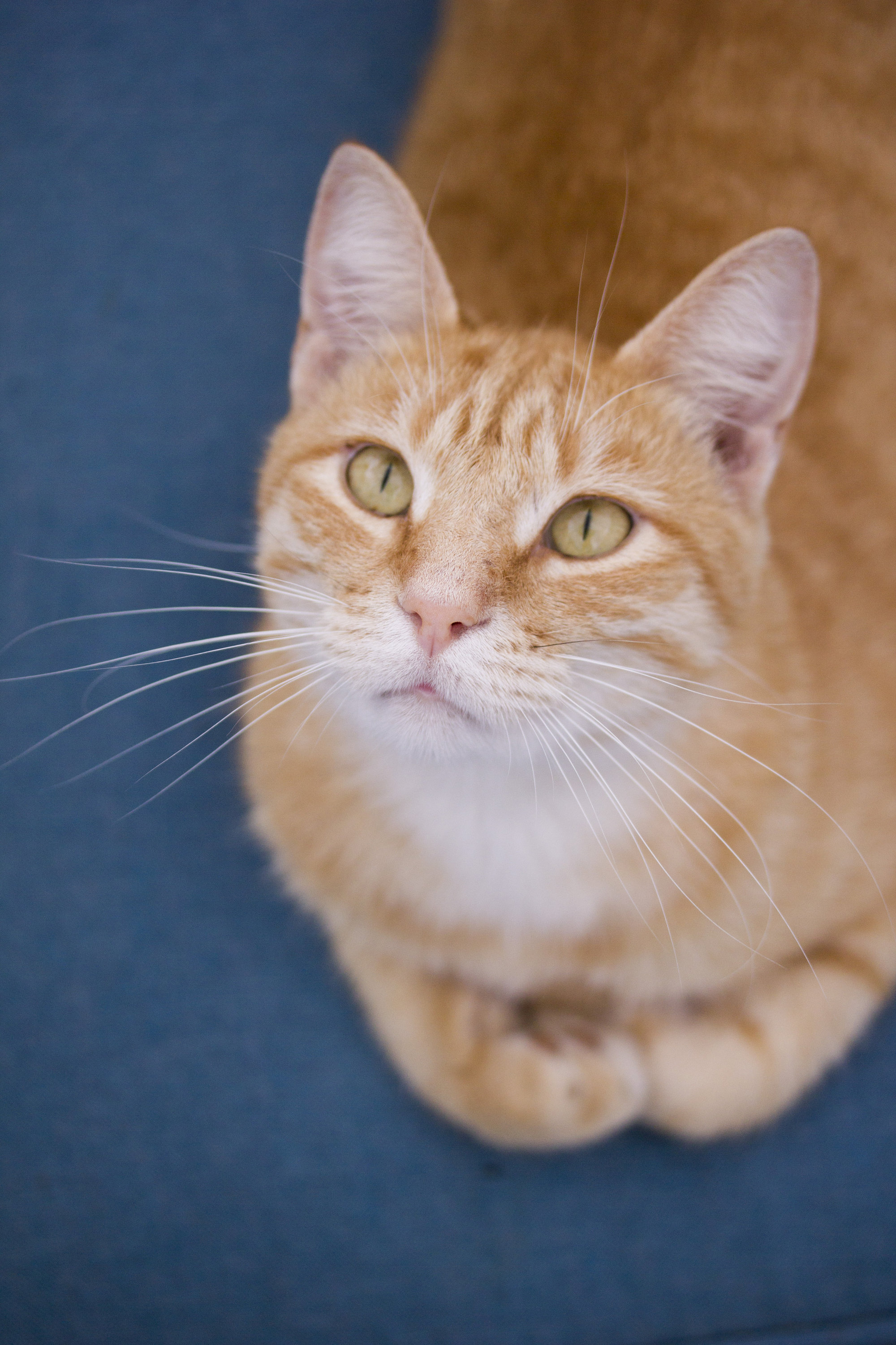 Cat Portrait Digital Print Digital Download - Etsy