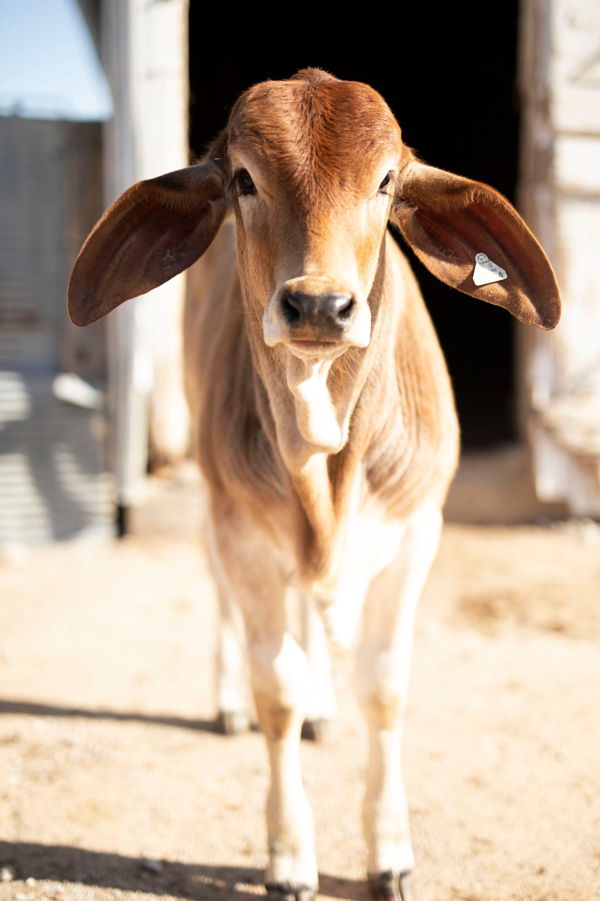 Brahman Cow And Calf