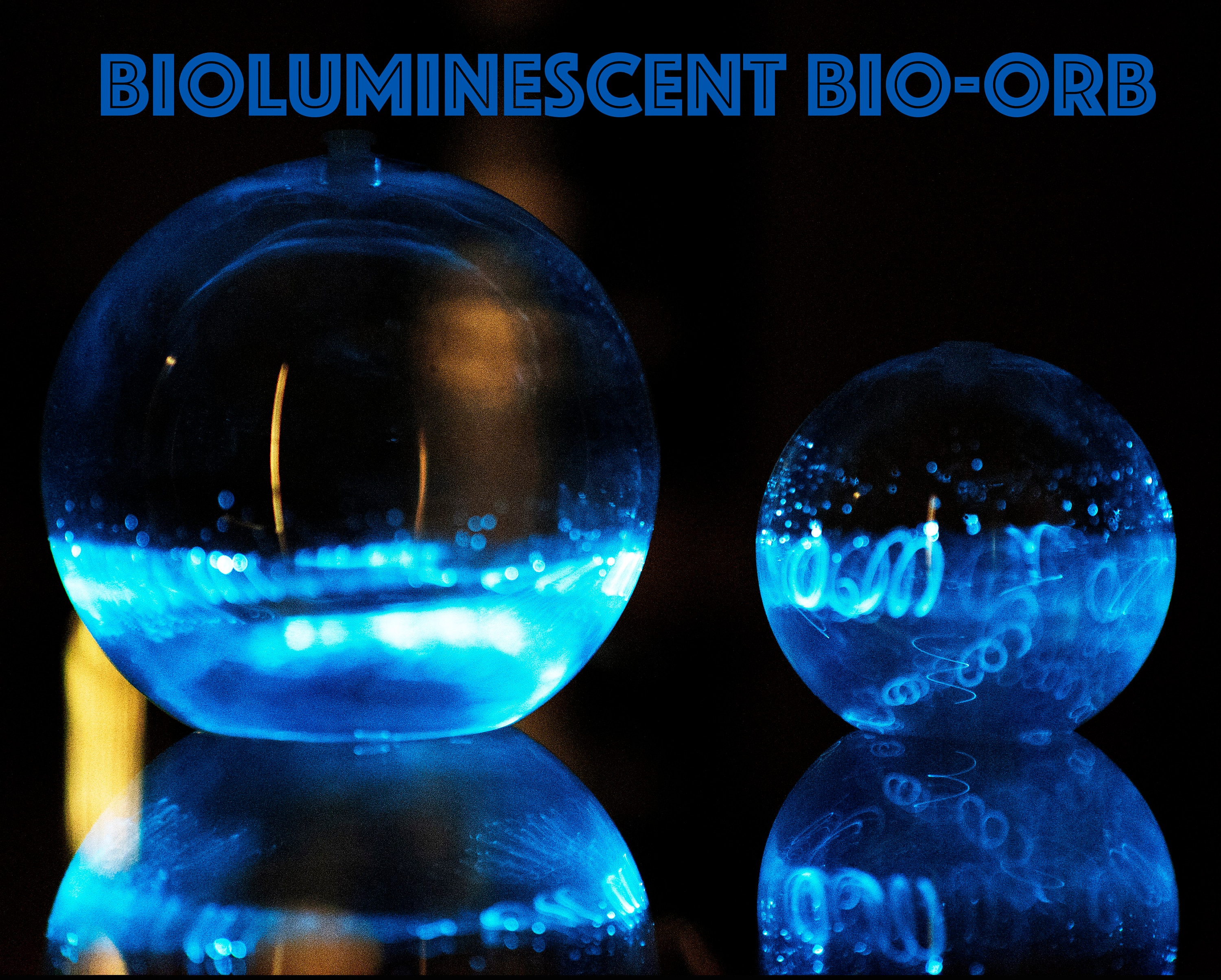 Bioluminescent Algae Kit – Glowing Large Bio Orb With Live Pyrodinos ...