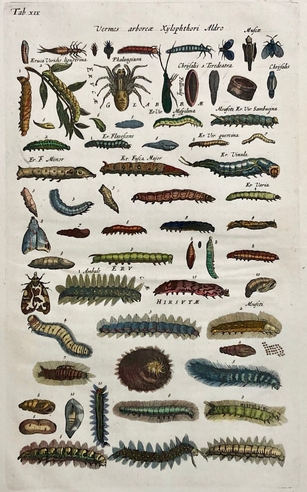 1657 Caterpillars/larvae - Matthaus Merian Der Altere. Folio Hand ...