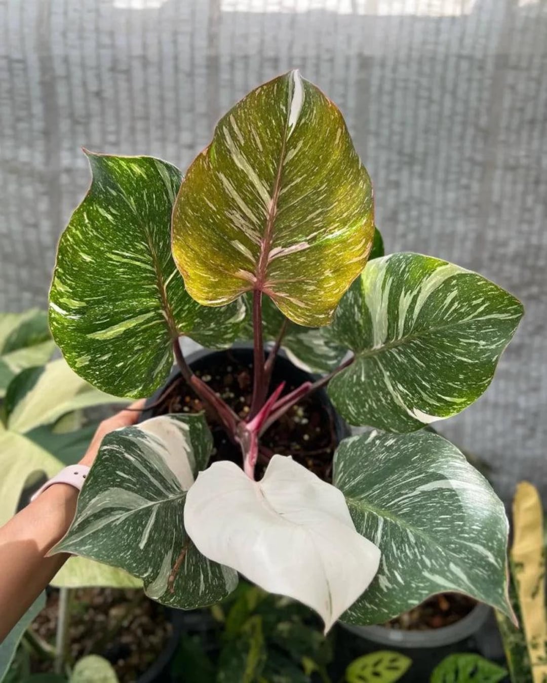 Philodendron White Knight Starter Plant – Rare Variegated Aroid, Live ...