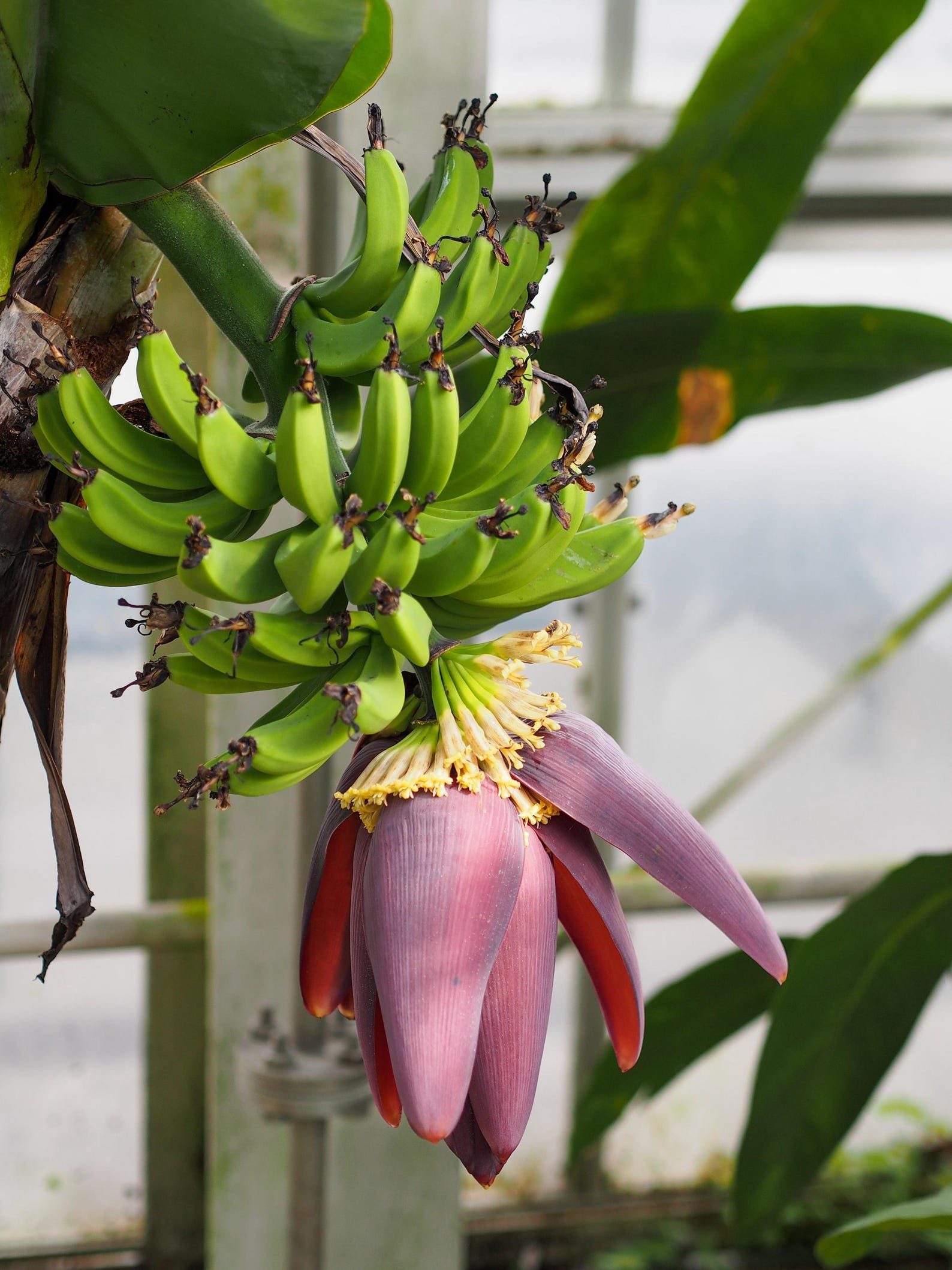 2-pack Banana Tree 'dwarf Cavendish' (musa Acuminata) Starter Plant ...