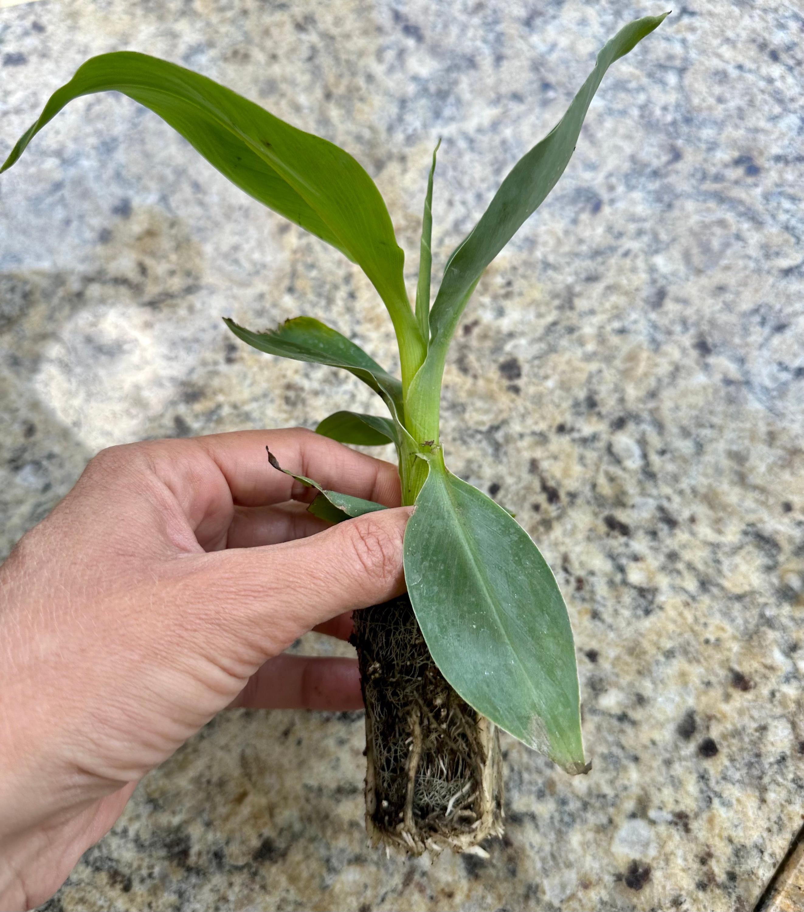Banana Tree 'dwarf Cavendish' (musa Acuminata) Starter Plant - Fast ...