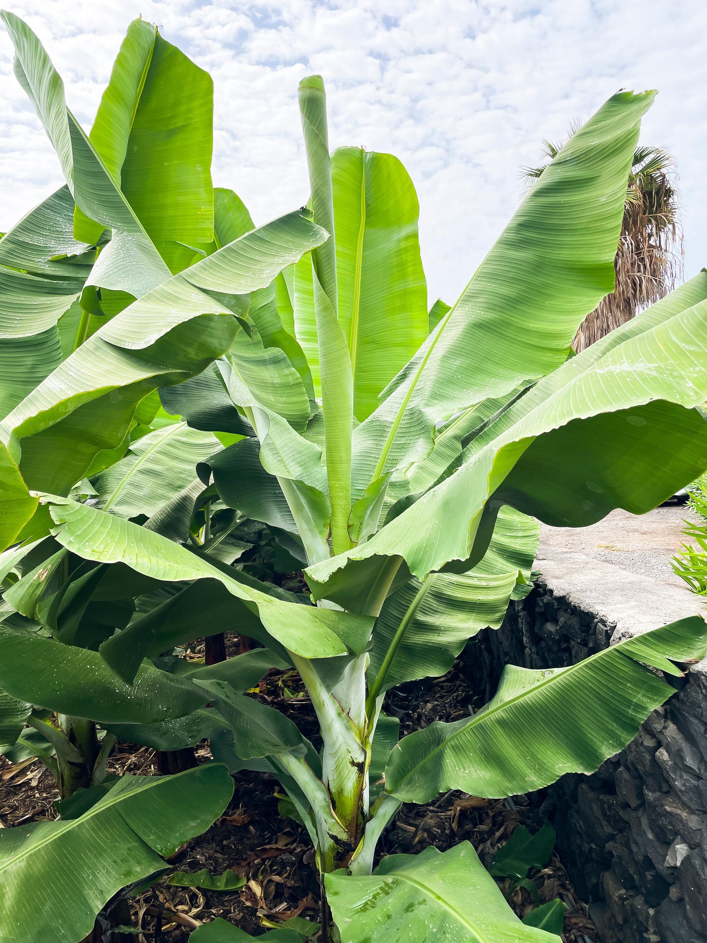 2-pack Banana Tree 'grand Nain' (musa Acuminata) Fast-growing, Edible ...