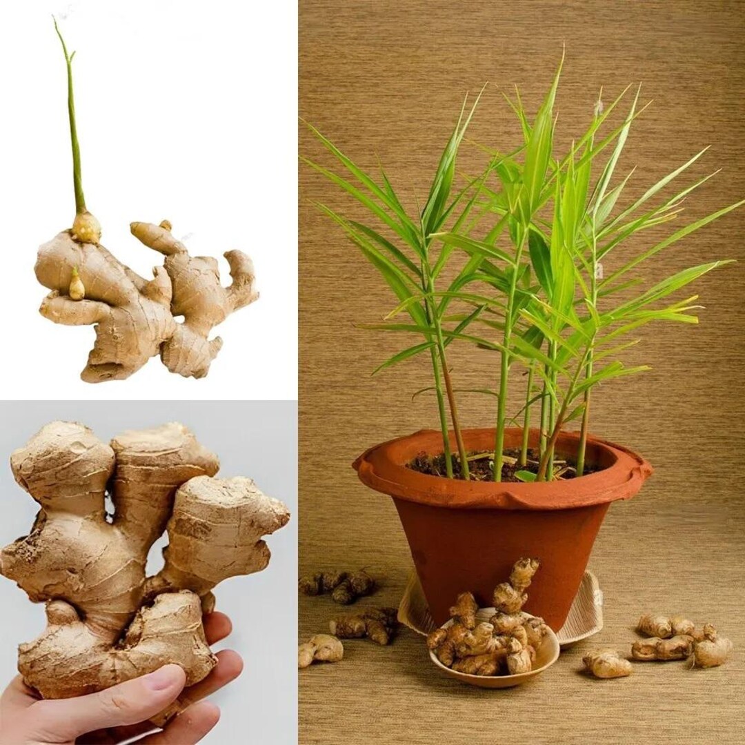 5 Fresh Ginger Roots Spices Zingiber Officinale Roscoe Sprouted Roots ...