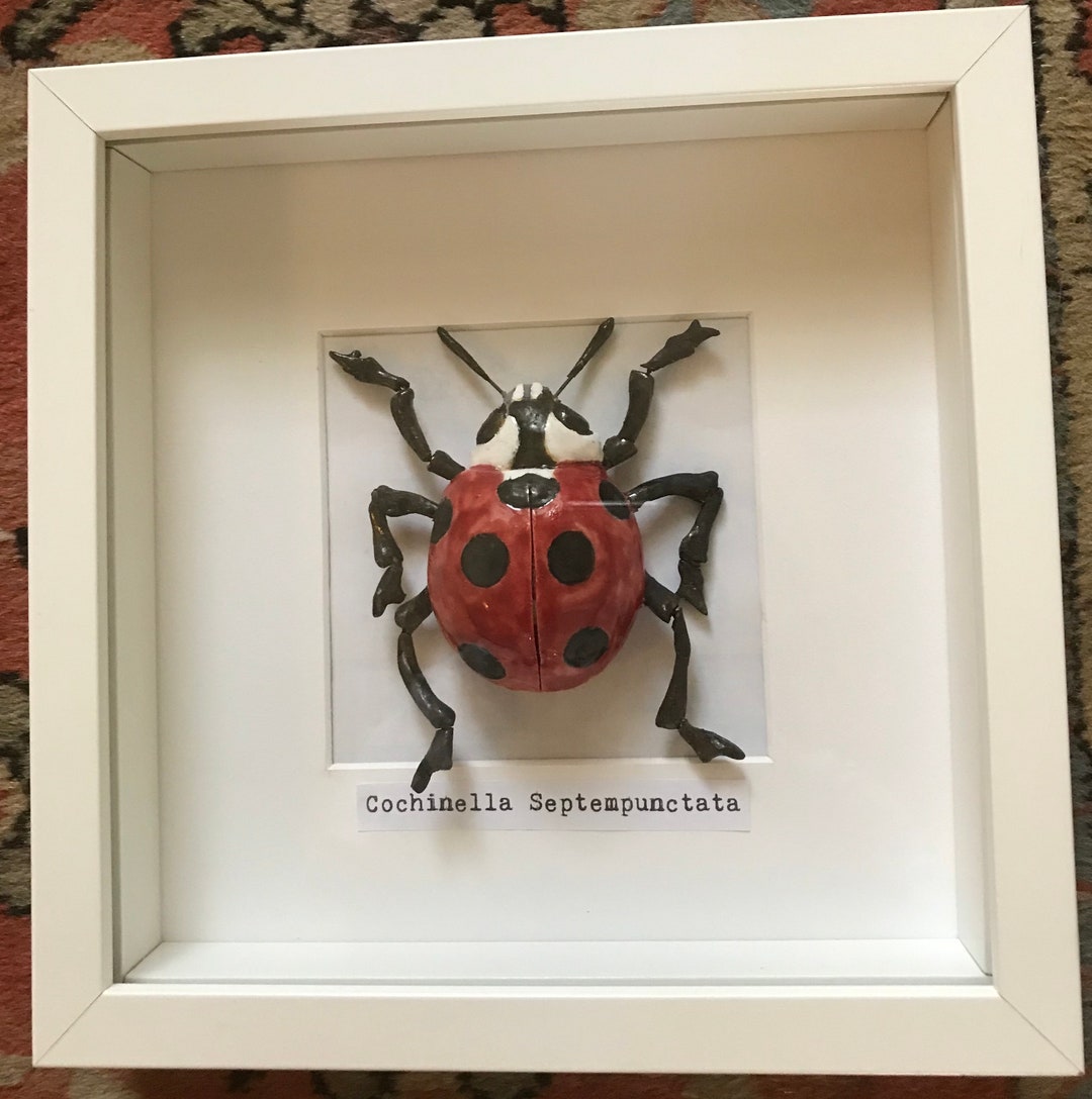 Giant Ladybird - Etsy