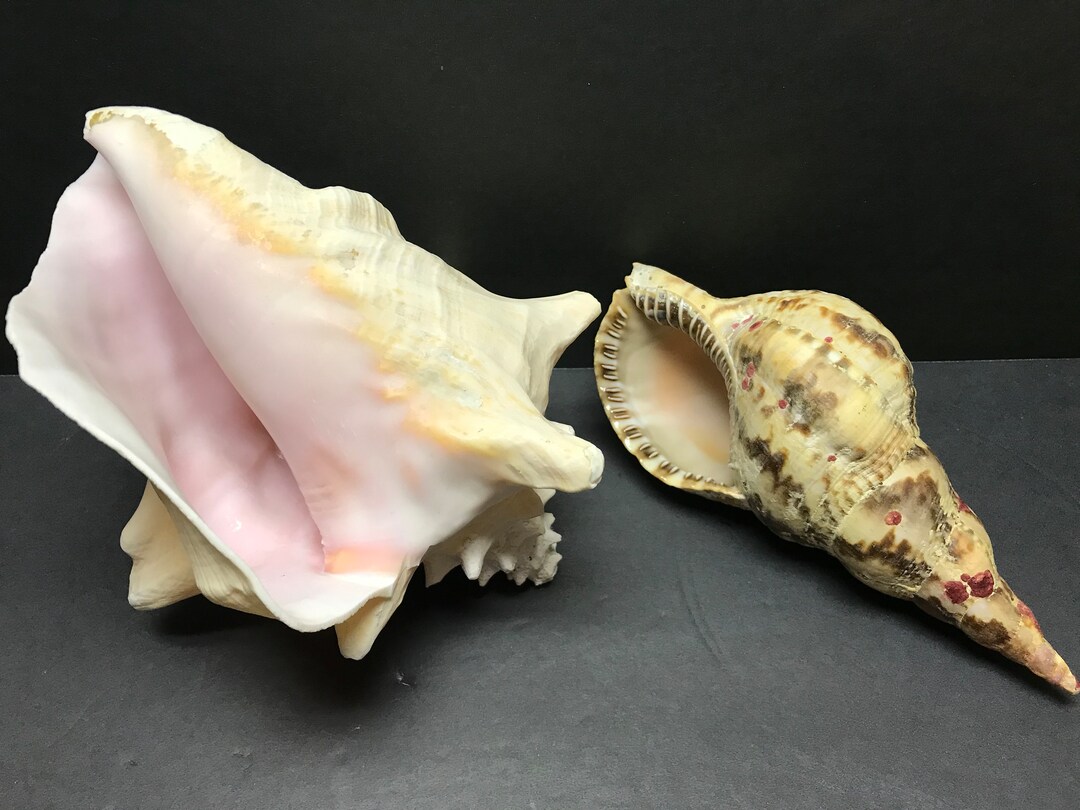 Conch Queen Natural Pink Sea Shell & Triton Horn Trumpet Seashell Beach ...