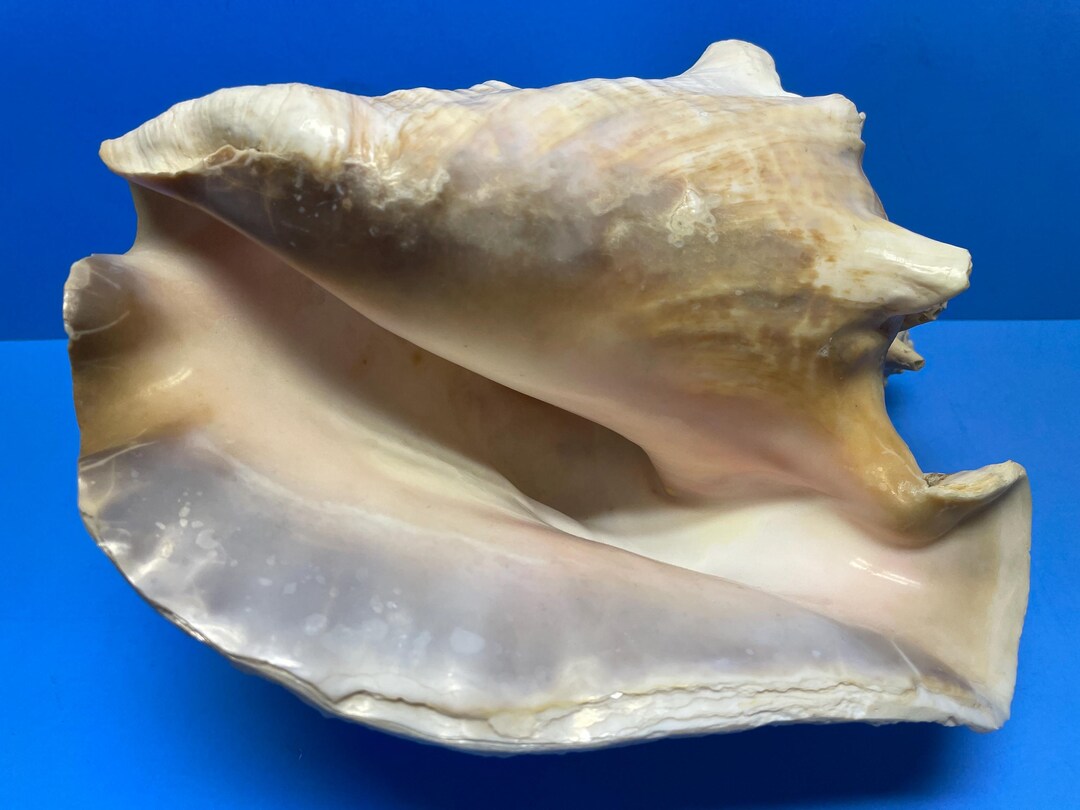 Conch Queen Natural Pink Seashell Shell Beach Decor Oceancore 9" Large ...