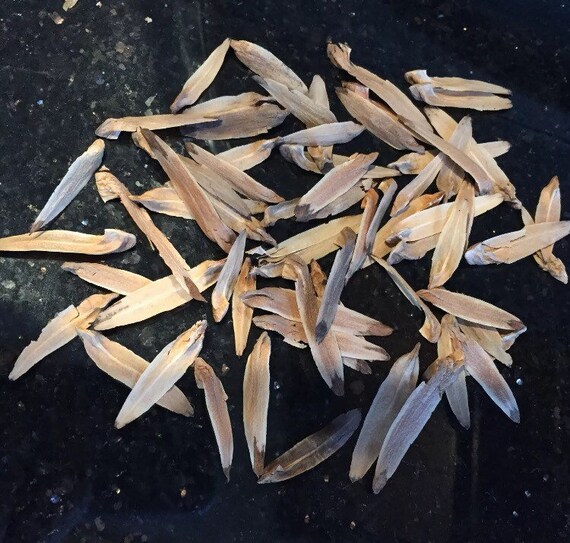 50 TULIP POPLAR TREE seeds Yellow Flower Liriodendron | Etsy