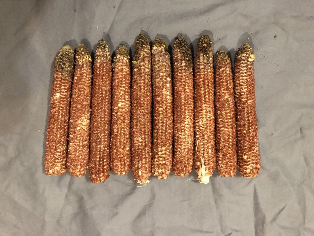 10 Primitive Dried Corn Cobs 6" to 7"+ Arts Crafts - Naturally Dried ...