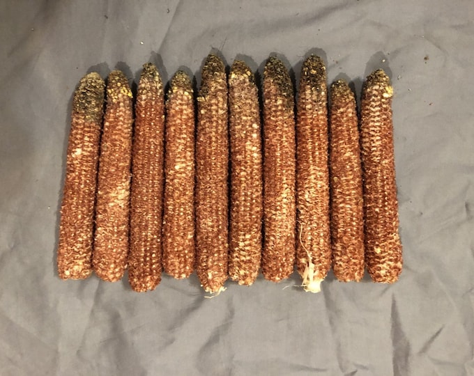 10 Primitive Dried Corn Cobs 6 to 7 Arts Crafts Naturally Dried and Grown on Our Farm Use for ...