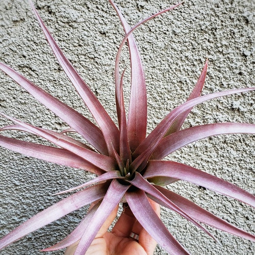 Tillandsia Capitata Rubra / Air Plant / Pink Plant / Red Plant | Etsy
