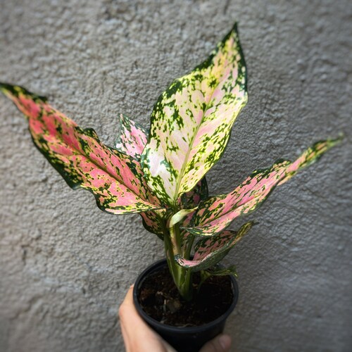 Aglaonema Tricolor Plants Pink Chinese Evergreen Plant - Etsy