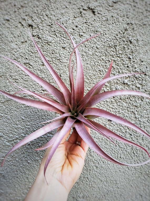Tillandsia Capitata Rubra / Air Plant / Pink Plant / Red Plant | Etsy
