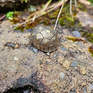 Small Brass Turtle / Tortoise Bell Goblin Guardian Bell - Etsy