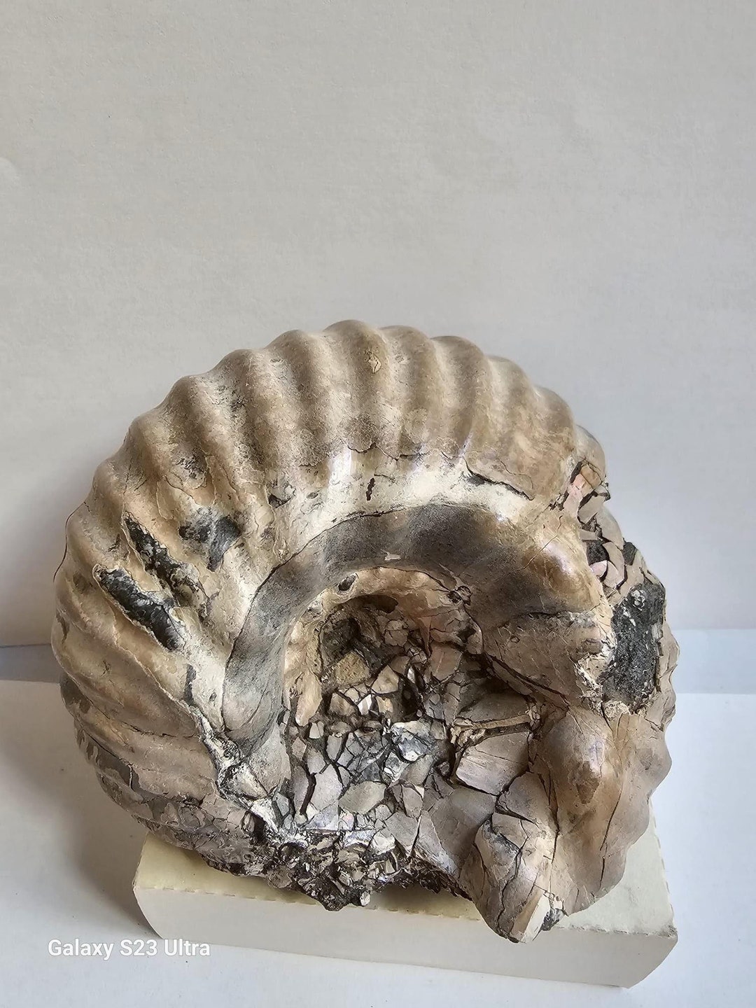 Big Pyritized Ammonite From Ryazan City Region, Russia. (over 160 ...