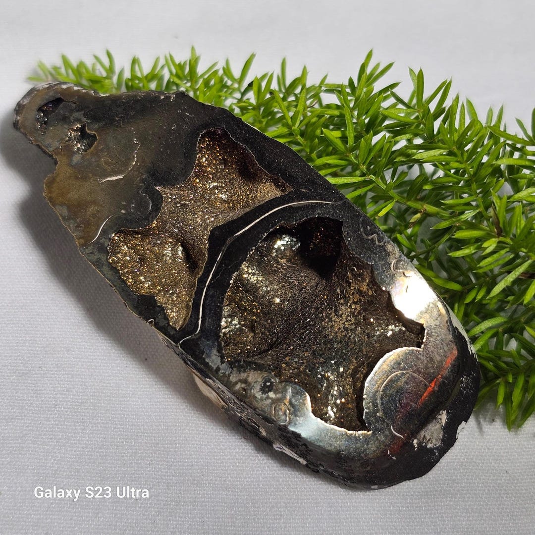 Pyritized Ammonite Fossil Cross Section From Ryazan City Region, Russia ...