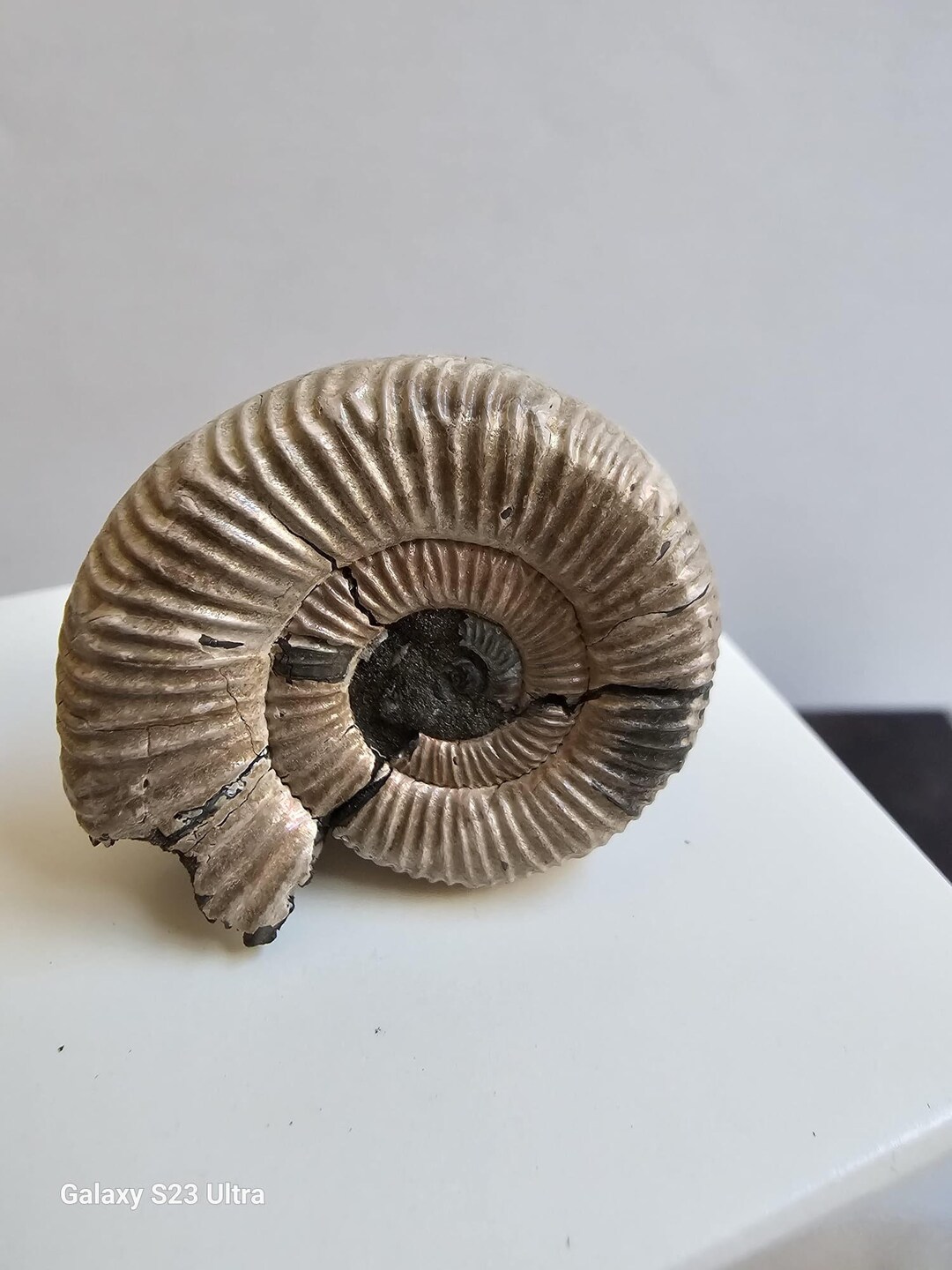 Pyritized Ammonite From Ryazan City Region, Russia. (over 160 Million ...