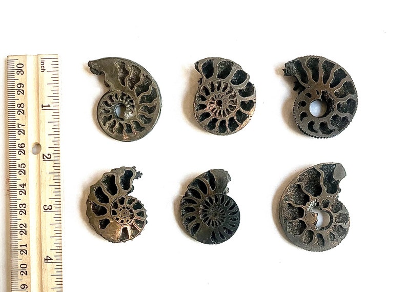 Pyritized Ammonites From Mikhailov's Pit Ryazan City - Etsy