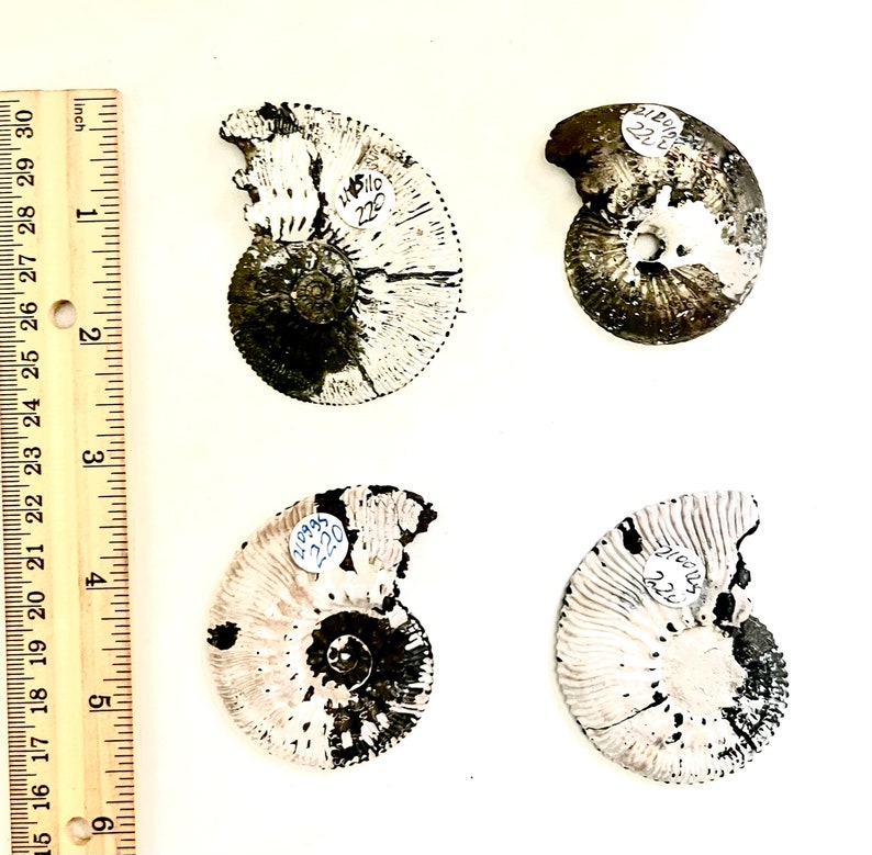 Pyritized Ammonites From Mikhailov's Pit, Ryazan City Region, Russia ...