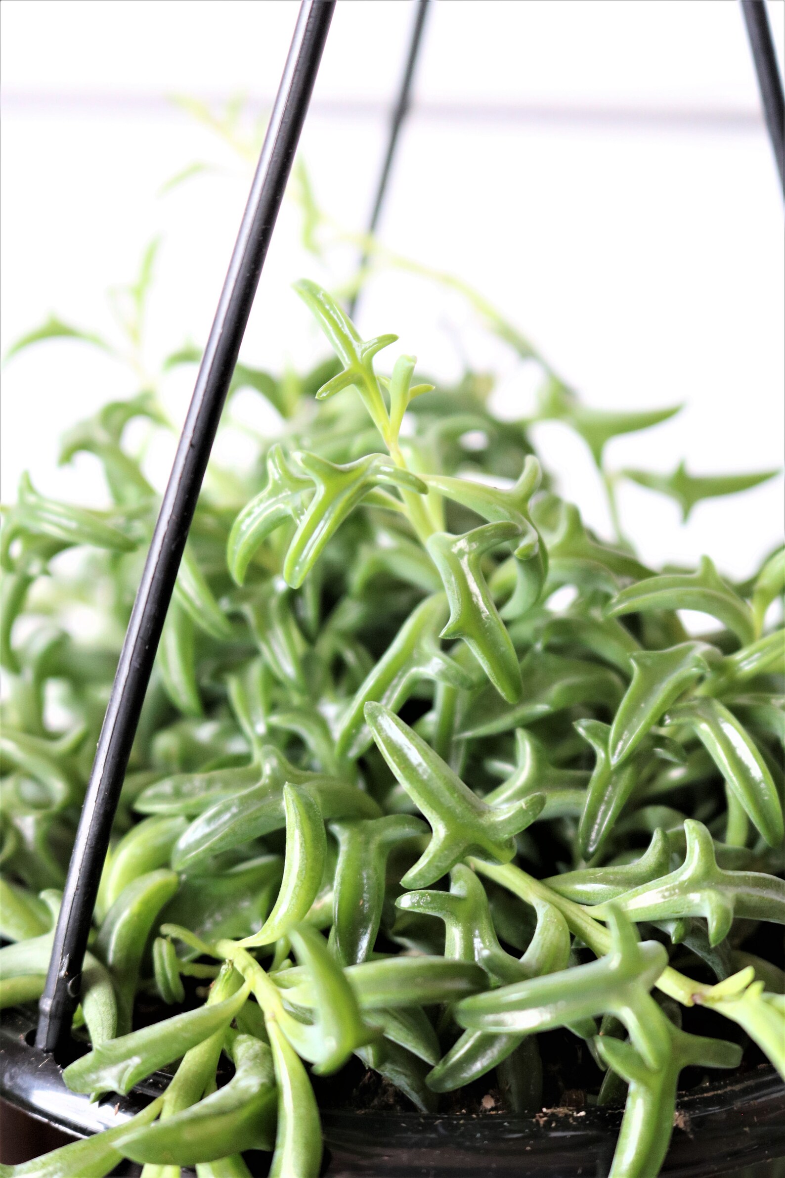 5 String of Dolphins Senecio Peregrinus Live | Etsy