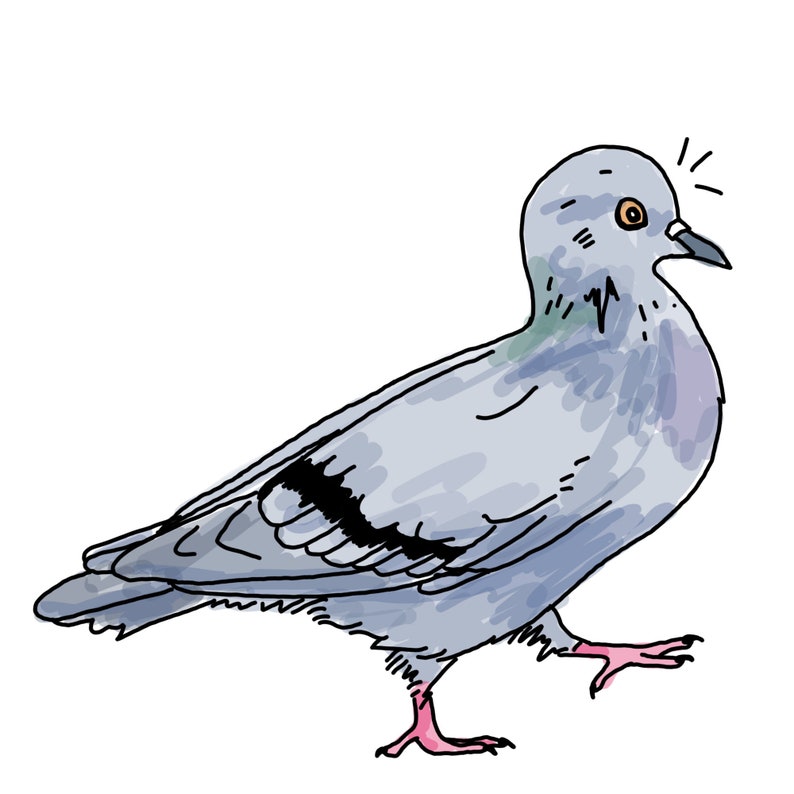 Pigeon Stickers - Etsy