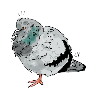 Pigeon Stickers - Etsy