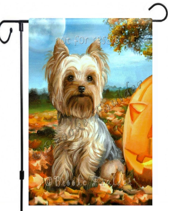 Silver Blue Yorkie