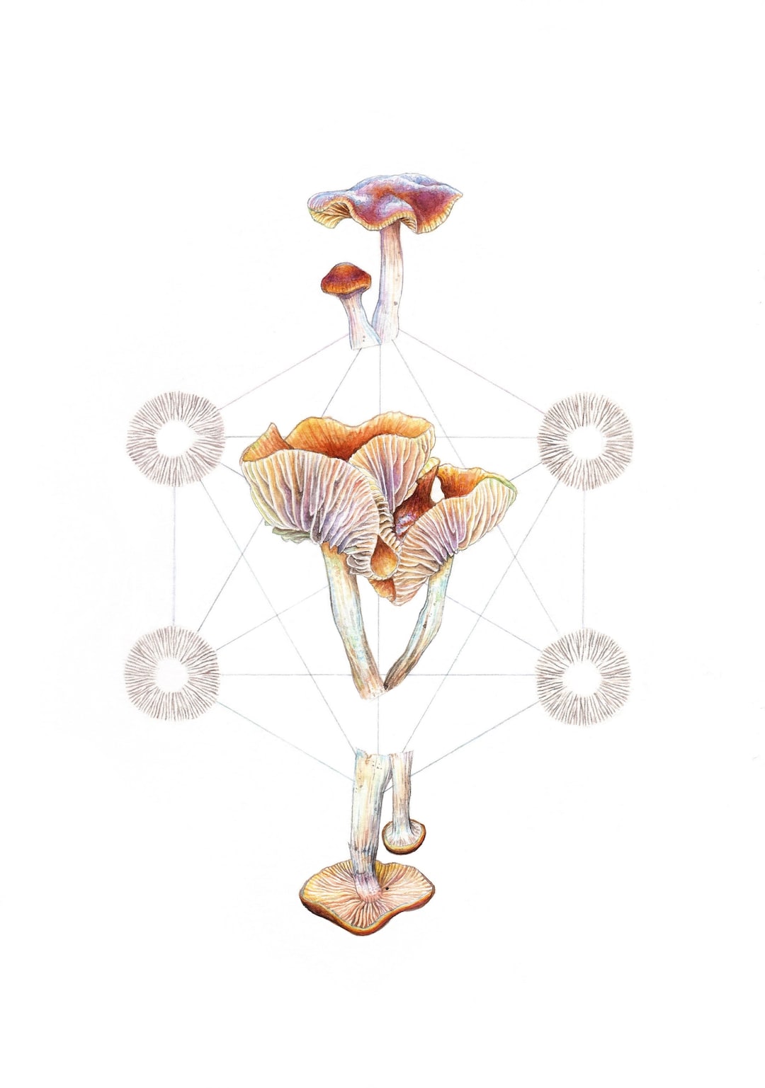 Psilocybe Cyanescens A4 Print | Watercolour | Botanical Illustration ...