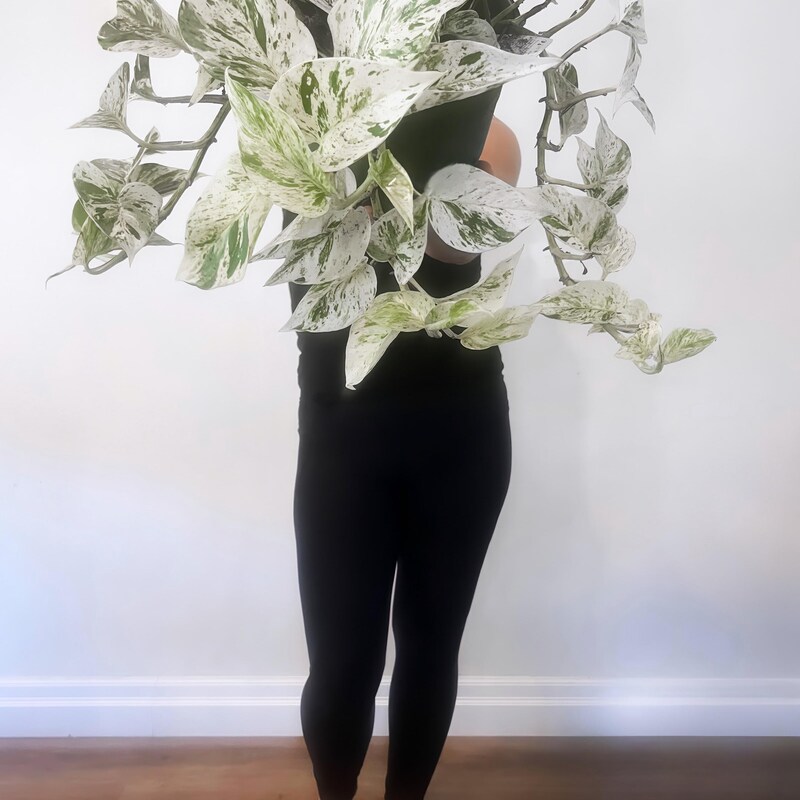 Second Hand Plants for Sale in Bulacan - Etsy Canada