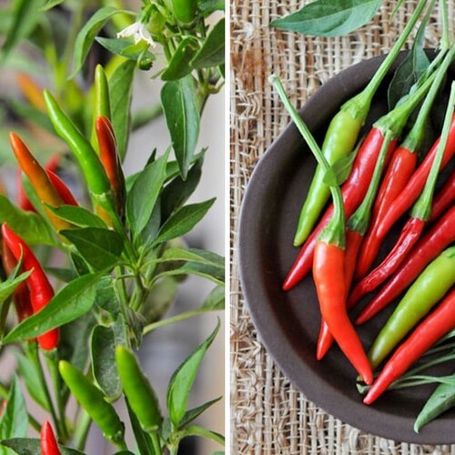 Purple Tiger Hot Pepper Seeds Organic - Etsy